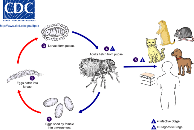 Biología1Secundaria: Sexta clase... Características de una lente... y ...