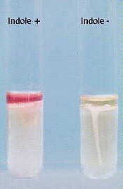 BIOCHEMICAL TESTS: INDOLE PRODUCTION
