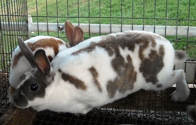 Buffalo Creek Farm and Creamery, LLC: Rabbits