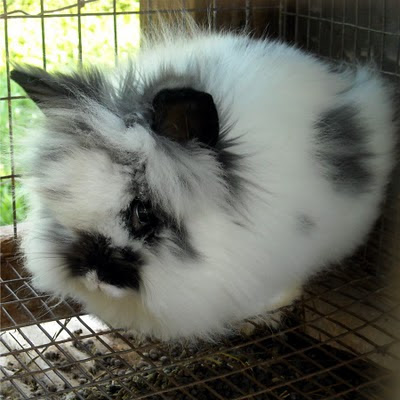 Buffalo Creek Farm and Creamery, LLC: Rabbits