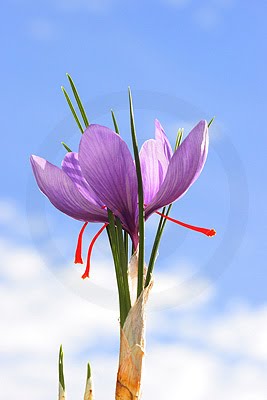 Psychedelic: Saffron (Crocus sativus). Flower closeup showing red ...