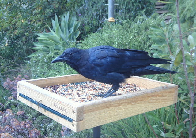 BirdCam on Cheltenham: A day at the platform feeder