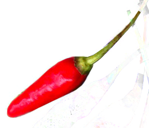 Cooking in Small Spaces: I SCREAM FOR SILI ICE CREAM!