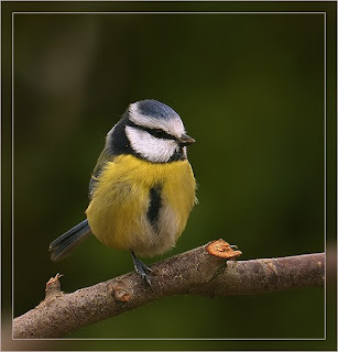 Fauna blogja: A kék cinke látogatása