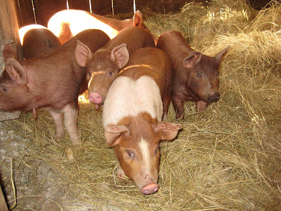 Maple Hill Musings: Red Wattle Pigs