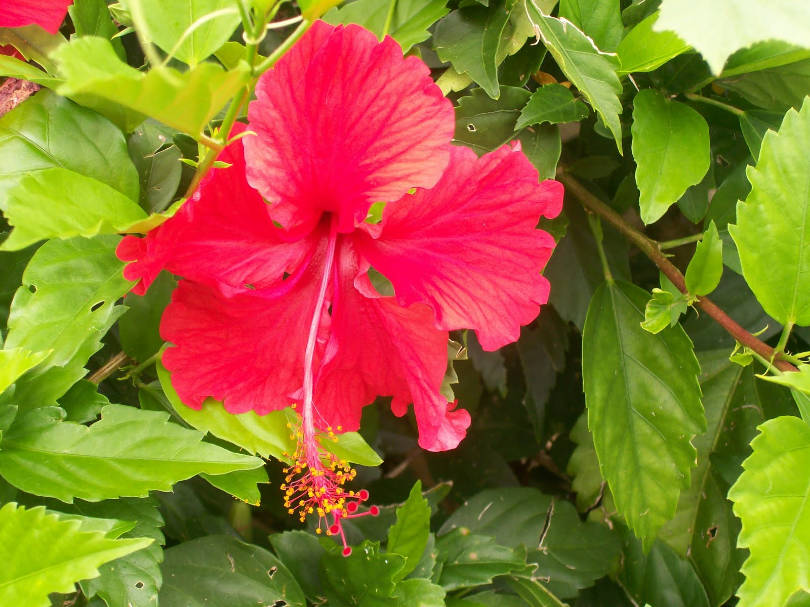 Bittersweet Memories: 365 Blog: Guam Botanics: Hibiscus