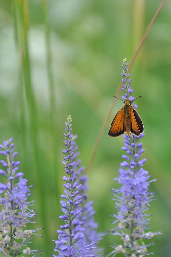 Nature Photography by Marigold Photography: Liblikad. Butterflies.