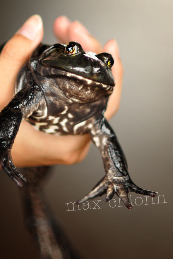 the snapping tortoise: Goat, Frog & Fish Farms