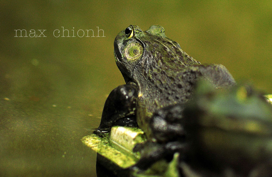 the snapping tortoise: Goat, Frog & Fish Farms