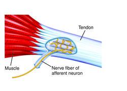 Jay's Physio: Physiology of Stretching: Part 2