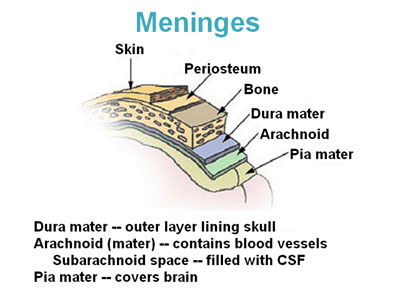 Jay's Physio: Meninges - Membranes surrounding the brain and spinal cord