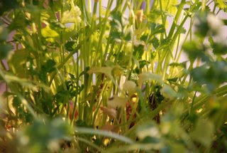 Balcony Garden in Florida