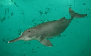 Science Vida: Delfín "baiji" extinguido de la tierra