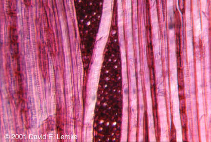 Anisotropy in the Natural Environment: Wood