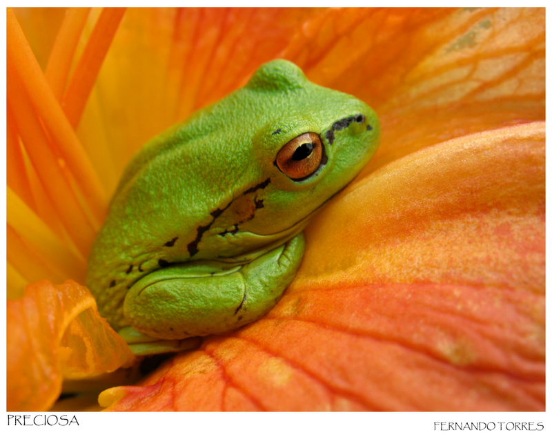 Morfologia del diseño : Formas Naturales