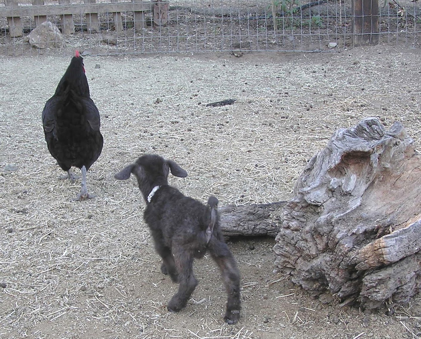 Rancho Borrego Negro: Addendum and Updates