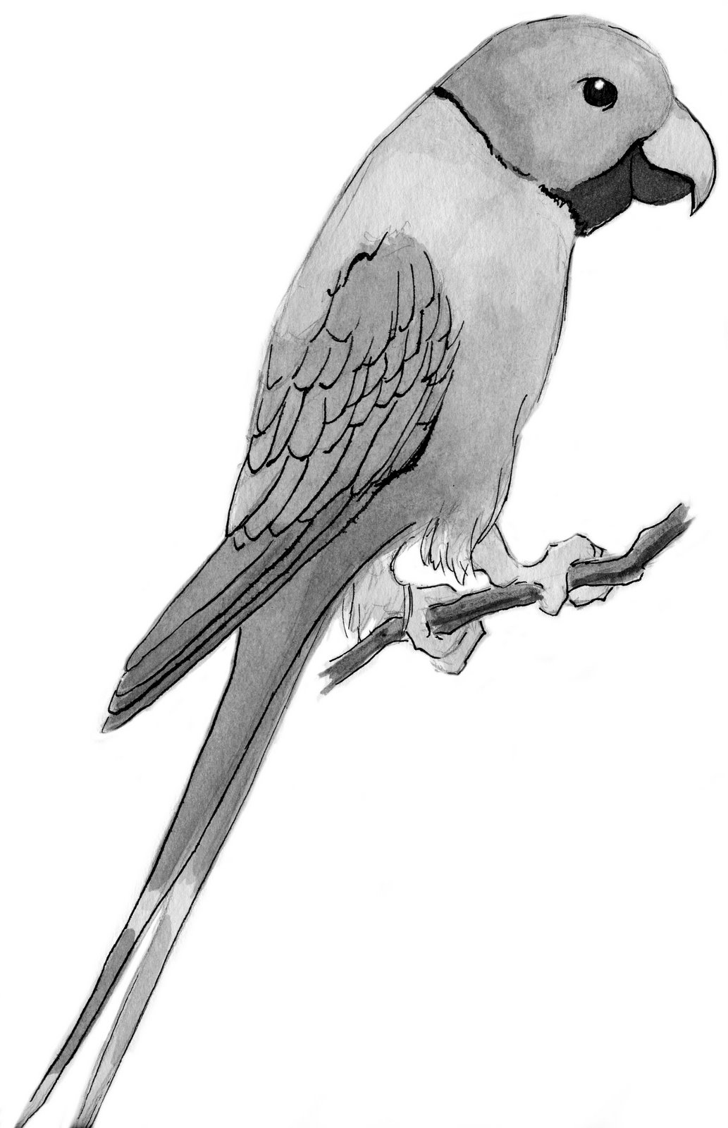 Branches: The Art of Heather Bickel: Three Volume: Birds of India