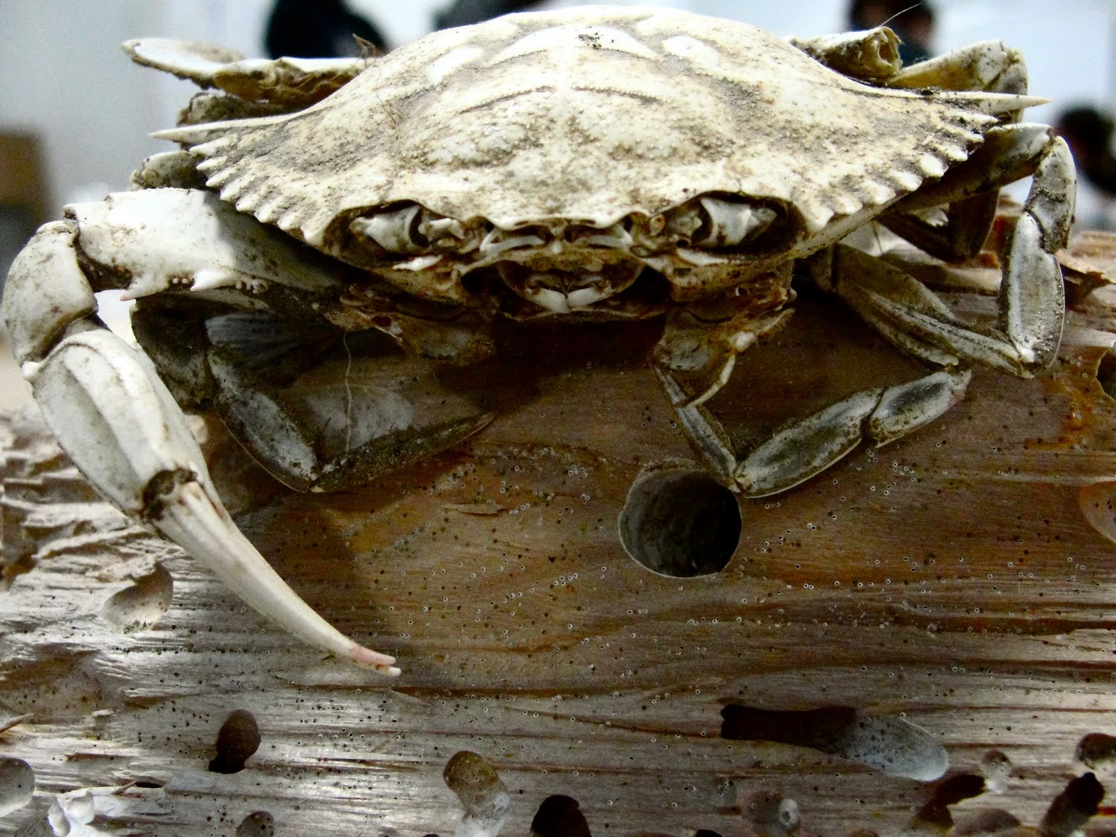 Art! Art!! Art!!?: Cardboard Crab = Progress Report