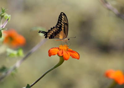 The Azure Gate: Southern Arizona Butterflies