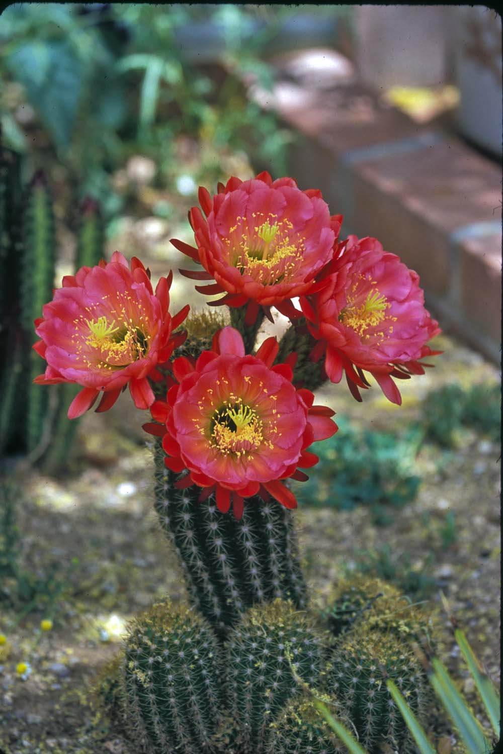 The Azure Gate: Bloomin' Cactus - Part II