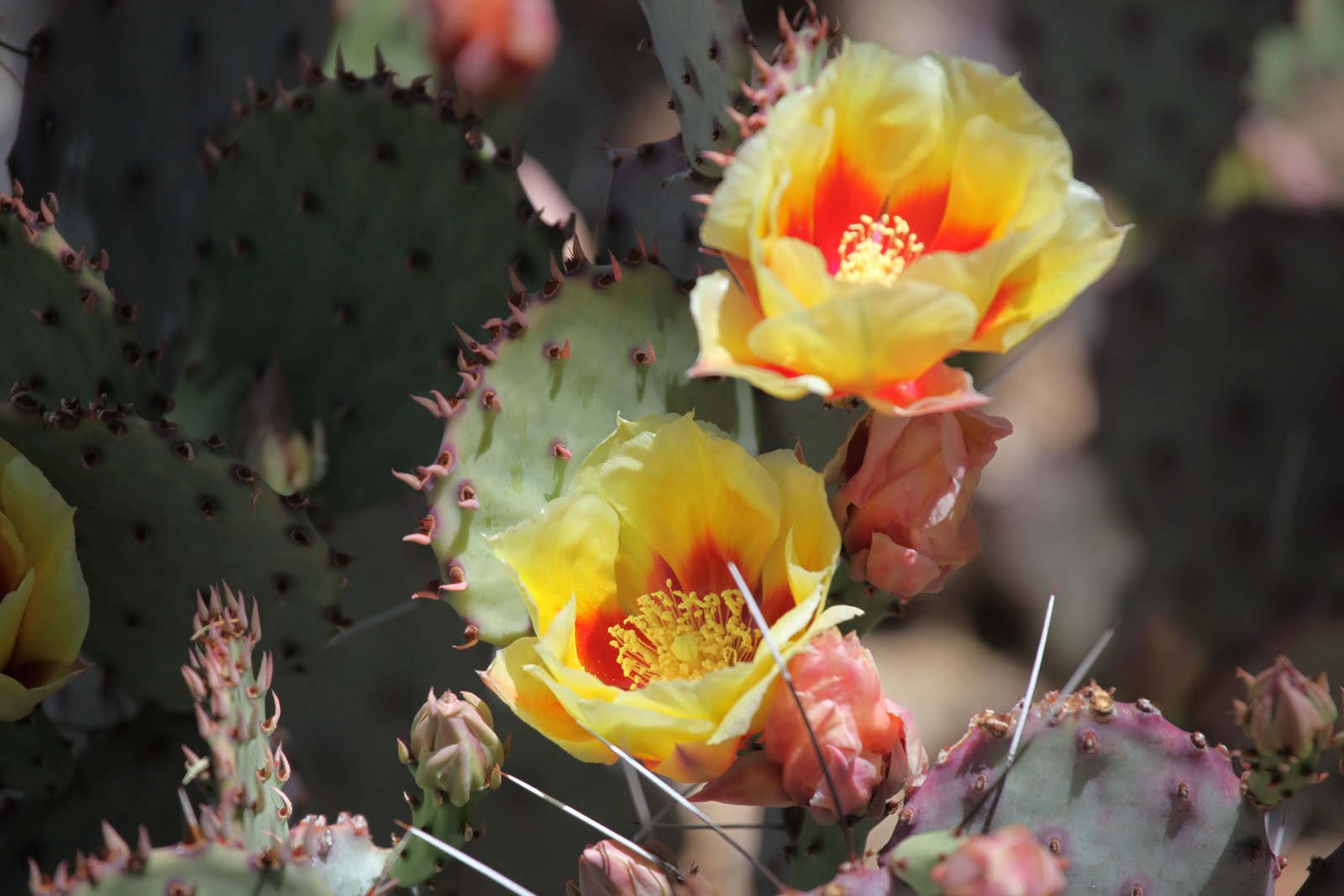 The Azure Gate: Prickly Pear Cactus Flowers - They're Everwhere