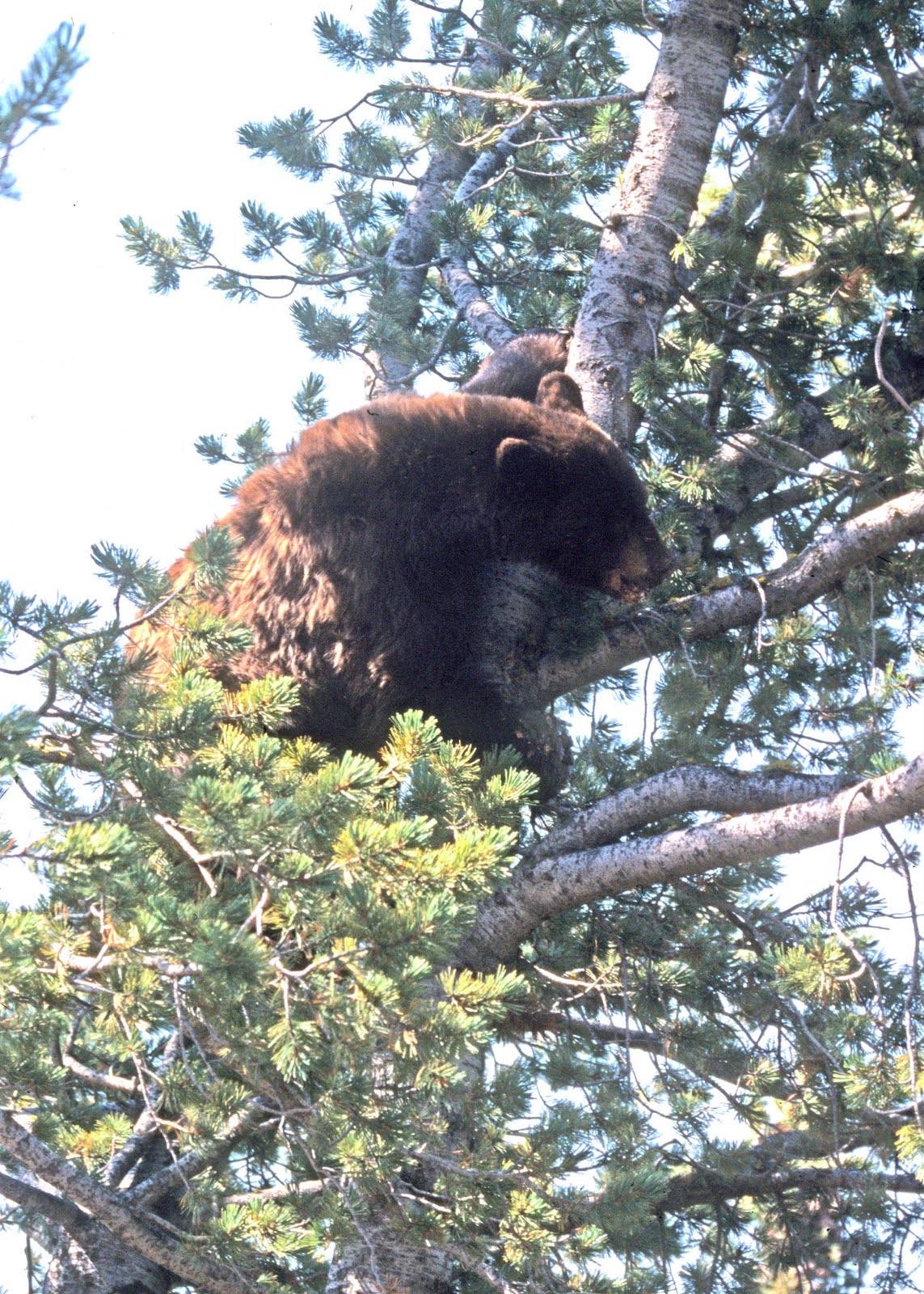 The Azure Gate: Animals in Trees, And We're Not Talking Squirrels