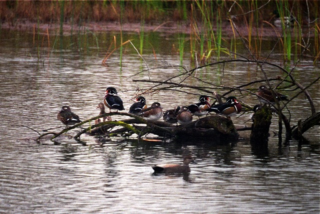 The Azure Gate: Perching Ducks