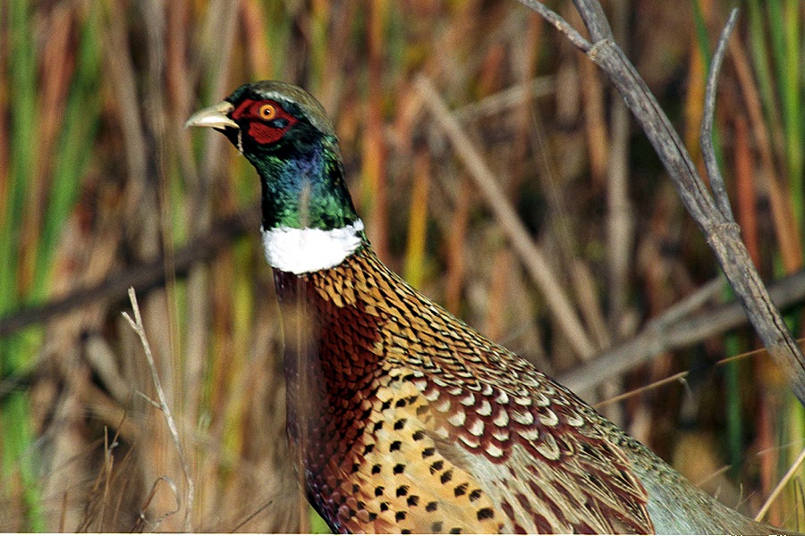 The Azure Gate: Ground Birds - VII