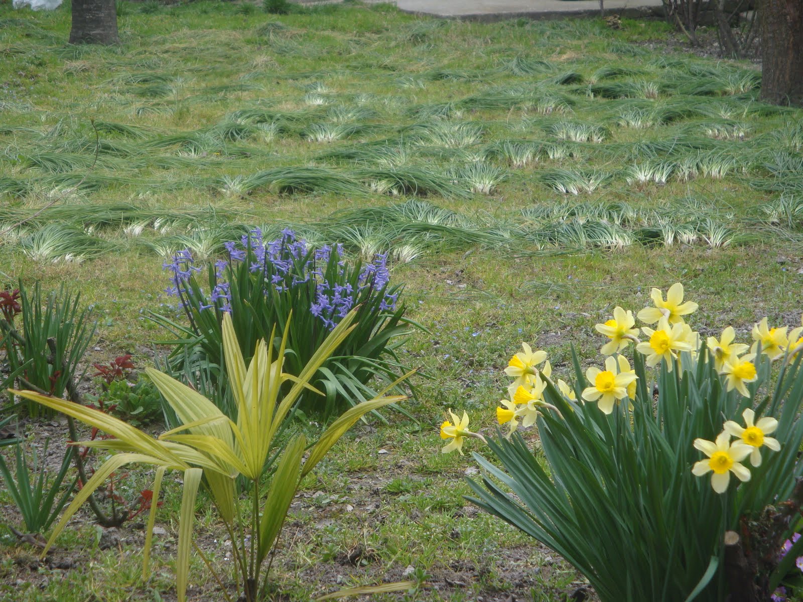 Sheki, Azerbaijan: Season of crocus (saffron)...II