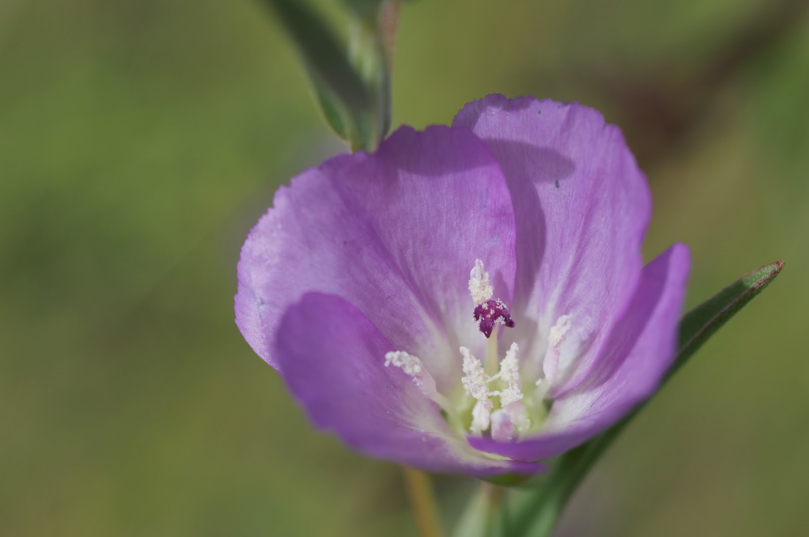 PlantWorld: Clarkia!