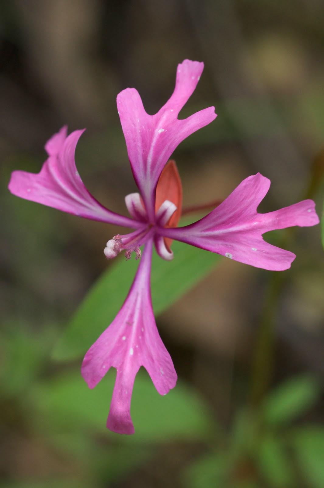 PlantWorld: Clarkia!