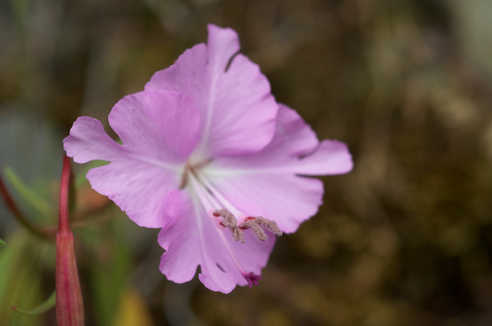 PlantWorld: Clarkia!