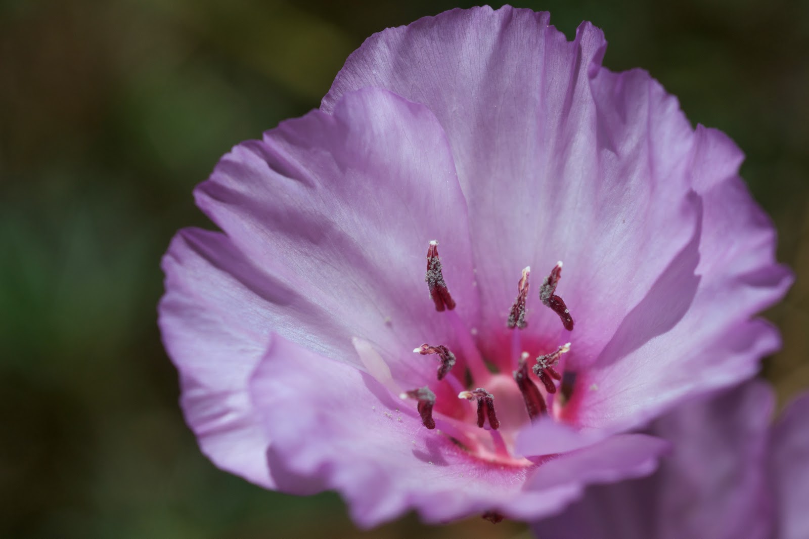 PlantWorld: Clarkia!