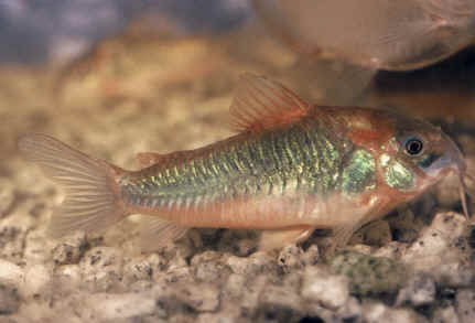 variety of luxurious and beautiful ornamental fish: How to Breed ...