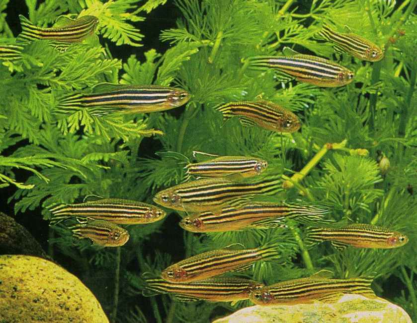 Animal World of Water: Zebra Danio (Danio rerio)