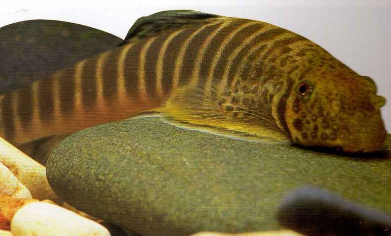 variety of luxurious and beautiful ornamental fish: Pseudogastromyzon ...