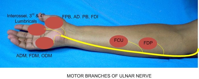 NEUROLOGY INVESTIGATIONS: ULNAR NERVE ANATOMY