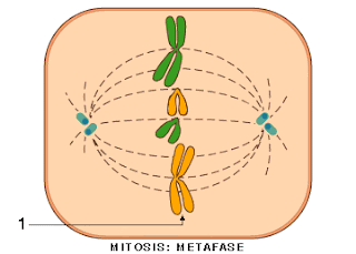 biomiraflores: METAFASE