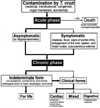 Chagas Disease: CD: Acute and Chronic Phase