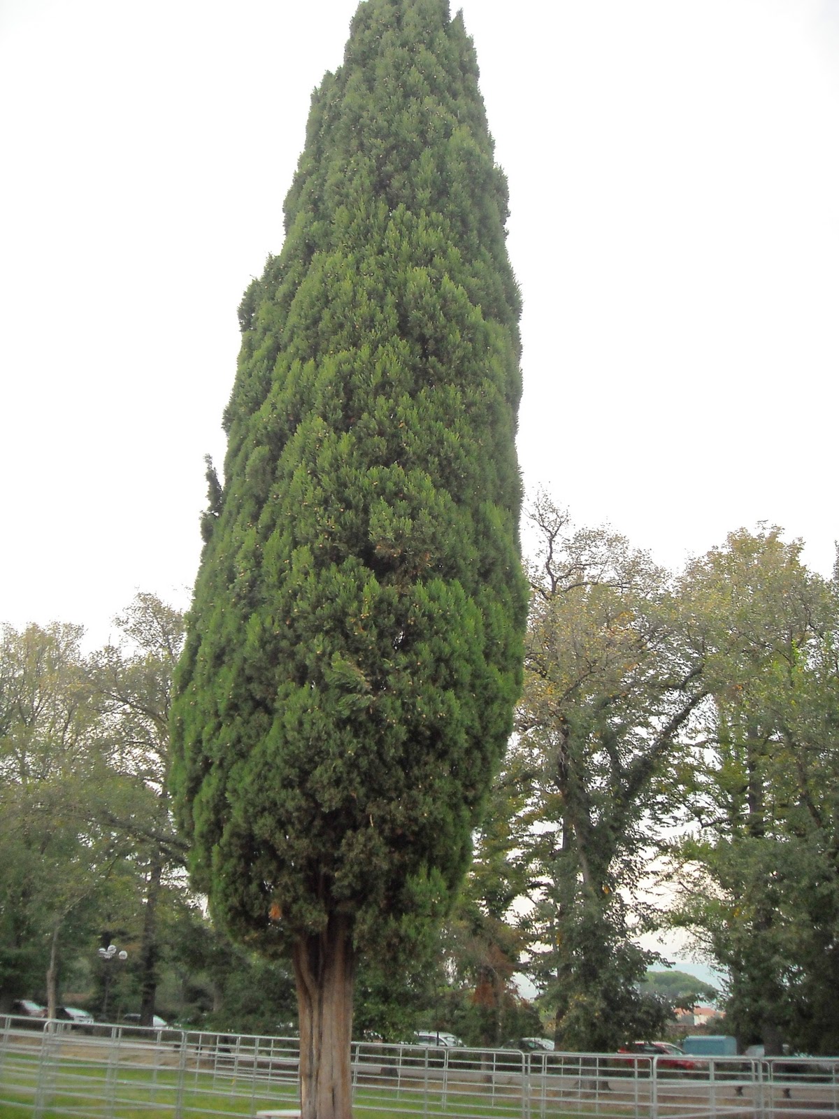 Italy! 2010: Creepy Italian trees!