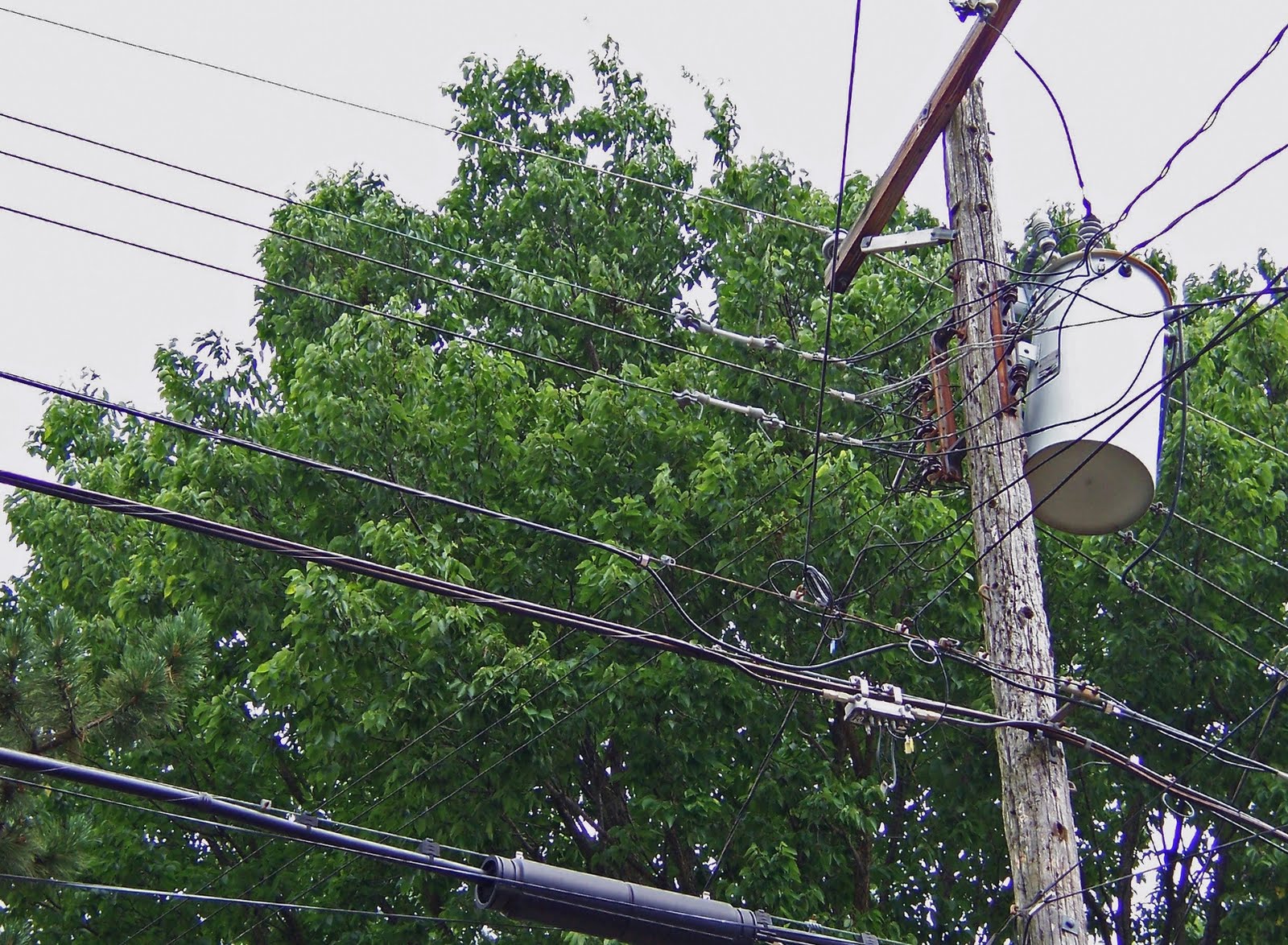 Love Your Lawn: Trees and Power Lines At Odds