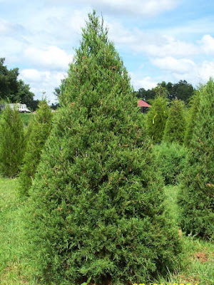 Love Your Lawn: Christmas Trees Day 3 - Eastern Red Cedar