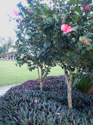 All The Plants (2nd Ed.): Rhoeo discolour - Rhoeo Dwarf