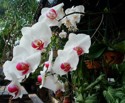 My Sarawak (2nd Ed.): For the love of orchids