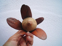 My Sarawak (2nd Ed.): Going wild over illipe nuts