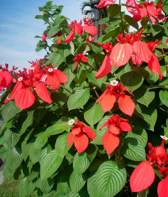 All The Plants (2nd Ed.): Mussaenda erythrophylla ( Red Flag Bush)