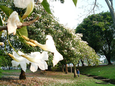 My Sarawak (2nd Ed.): Poui Tree ( Tabebuia )