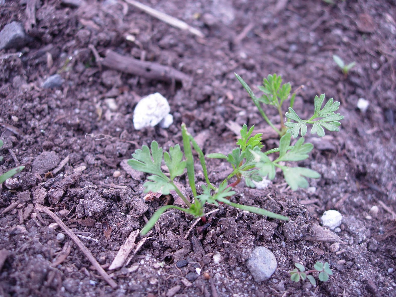 Sojo Community Garden Plot: Garden Map, Sprout Identification