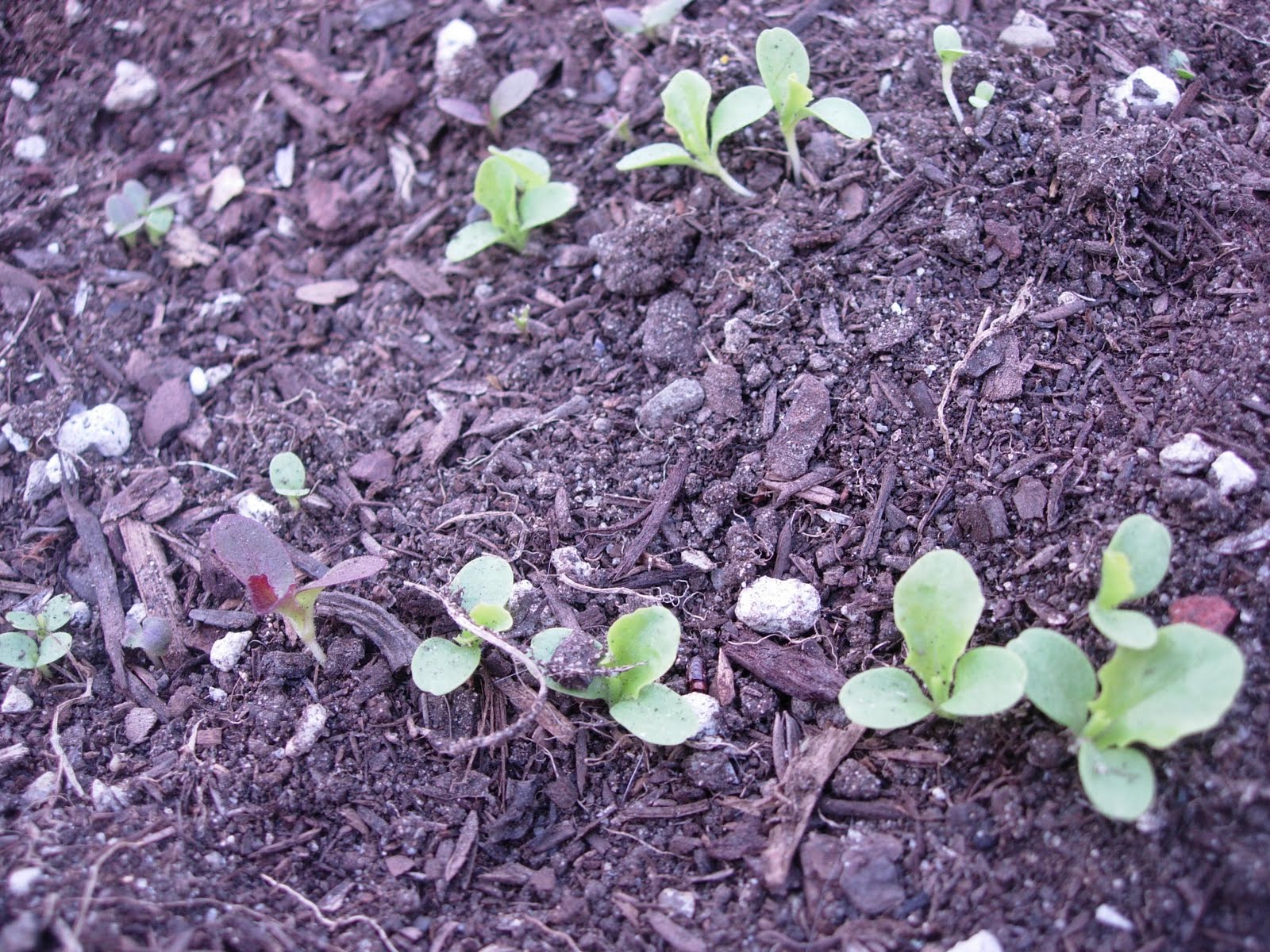 Sojo Community Garden Plot: Garden Map, Sprout Identification