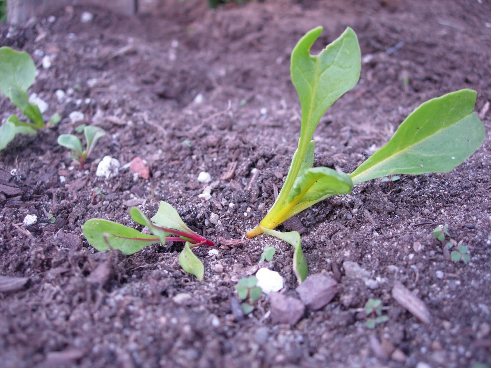 Sojo Community Garden Plot: Garden Map, Sprout Identification